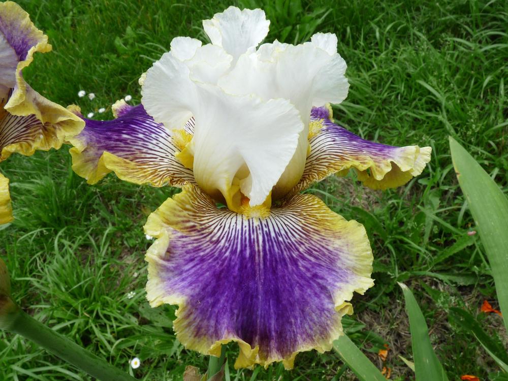 Tall Bearded Iris (Iris 'Karola des Paviots') in the Irises Database ...