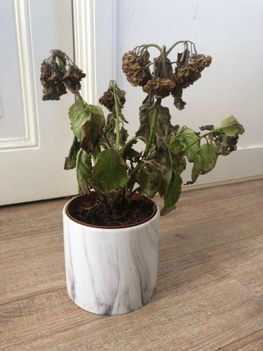 What plant is this and how to prune in the Plant ID forum - Garden.org