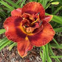 Photo of the bloom of Daylily (Hemerocallis 'Roger And Cherry Hooper ...