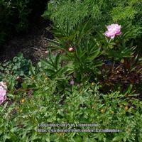 Photo of the entire plant of Peony (Paeonia lactiflora 'Walter Faxon ...