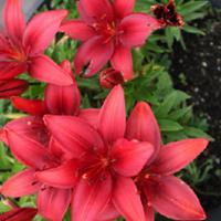 Photo of the bloom of Lily (Lilium 'Red Power') posted by JimKlaiber ...