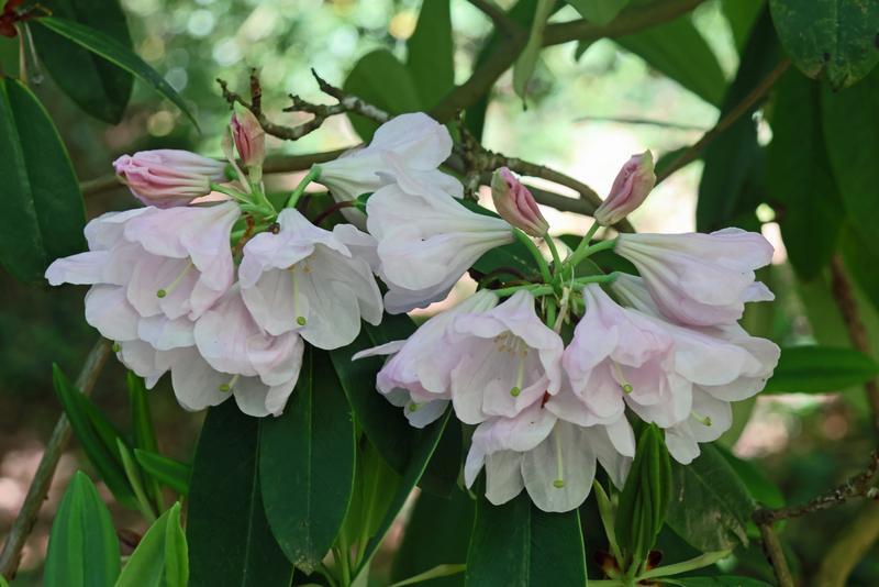 Rhododendron (Rhododendron decorum) in the Rhododendrons Database ...