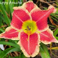 Photo of the bloom of Daylily (Hemerocallis 'Happy Apache') posted by ...