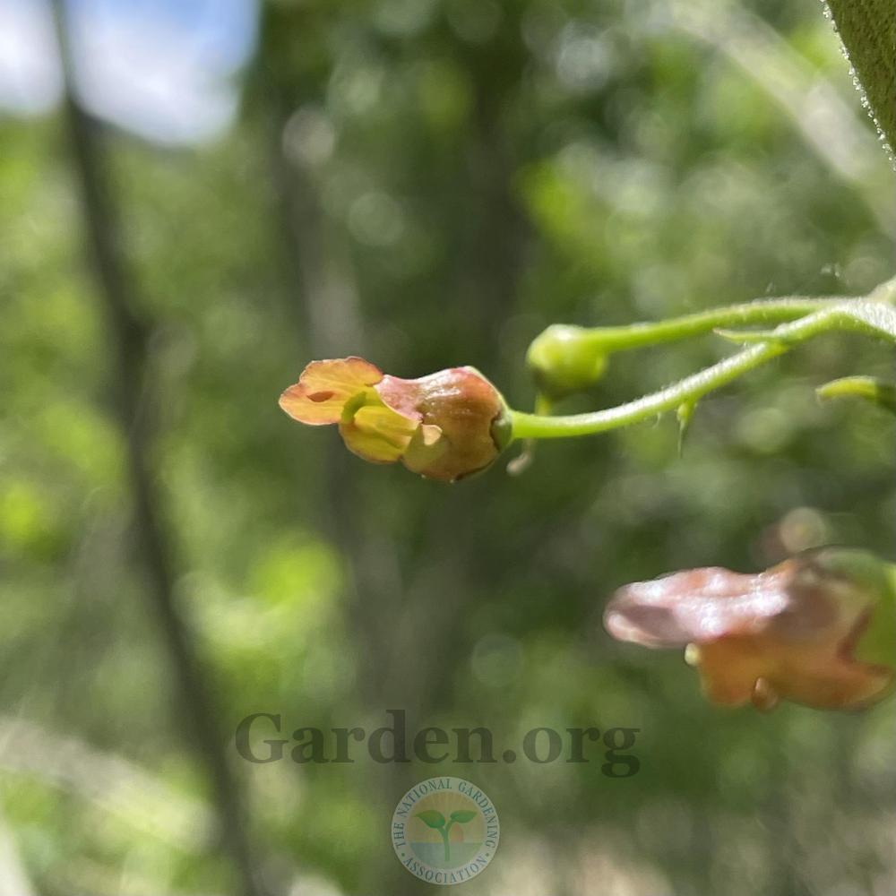 Early Figwort (Scrophularia lanceolata) - Garden.org