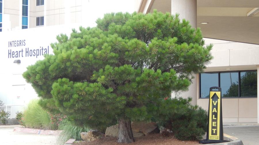 Japanese Red Pine (Pinus densiflora 'Tanyosho Compacta') - Garden.org