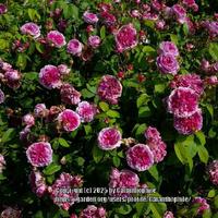 Photo of the bloom of Rose (Rosa 'President de Seze') posted by ...