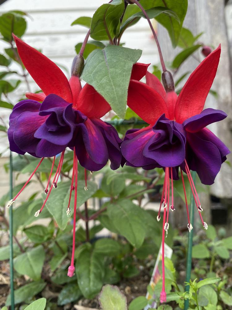 Fuchsia 'Voodoo' in the Fuchsias Database - Garden.org
