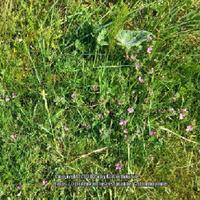 Photo of the entire plant of Common Restharrow (Ononis spinosa subsp ...