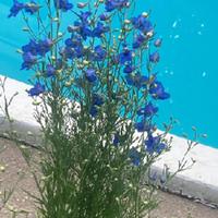 Photo of the bloom of Dwarf Chinese Delphinium (Delphinium grandiflorum 'Blue Butterfly') posted ...