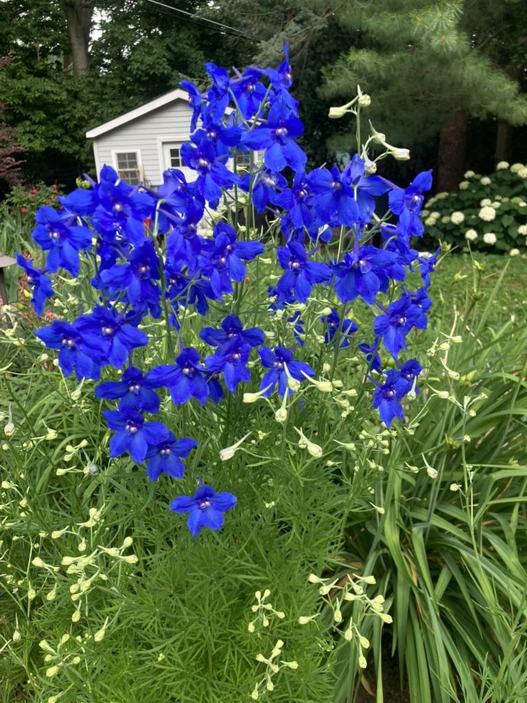 Dwarf Chinese Delphinium (Delphinium grandiflorum 'Blue Butterfly') in the Delphiniums Database ...