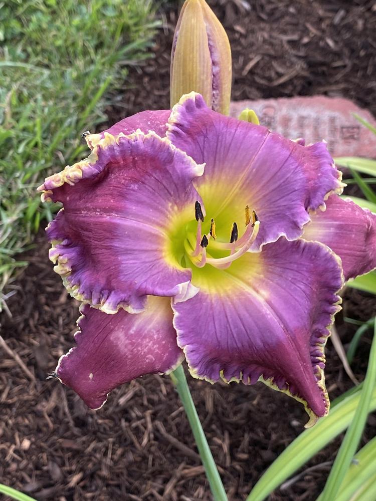 Daylily (Hemerocallis 'Pinewood Miracle Worker') in the Daylilies ...