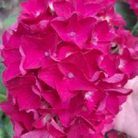 Photo of the bloom of Hydrangea (Hydrangea macrophylla Hot Red) posted ...