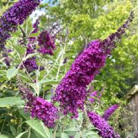 Photo of the bloom of Butterfly Bush (Buddleja 'Attraction') posted by ...