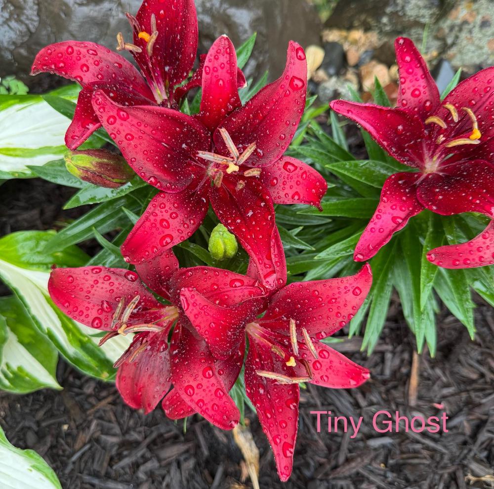 Lily (Lilium Lily Looks™ Tiny Ghost) in the Lilies Database - Garden.org