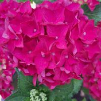 Photo of the bloom of Hydrangea (Hydrangea macrophylla Hot Red) posted ...