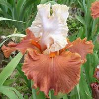 Photo of the bloom of Tall Bearded Iris (Iris 'October Dreaming ...