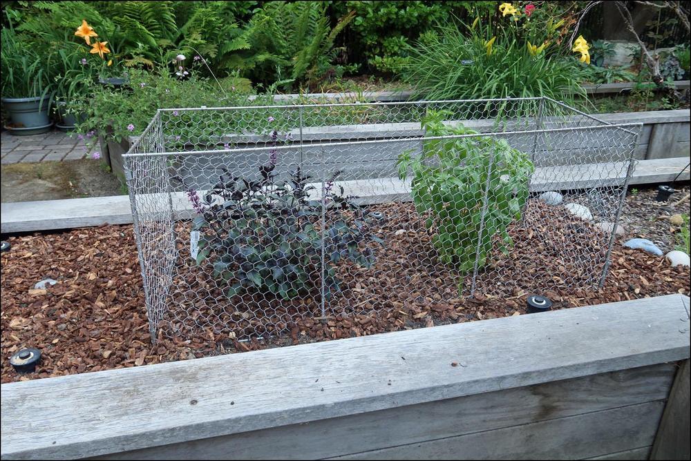 What did you do in the NON iris garden today? in the Irises forum ...