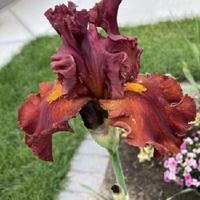 Tall Bearded Iris (Iris 'Far Engine') in the Irises Database - Garden.org