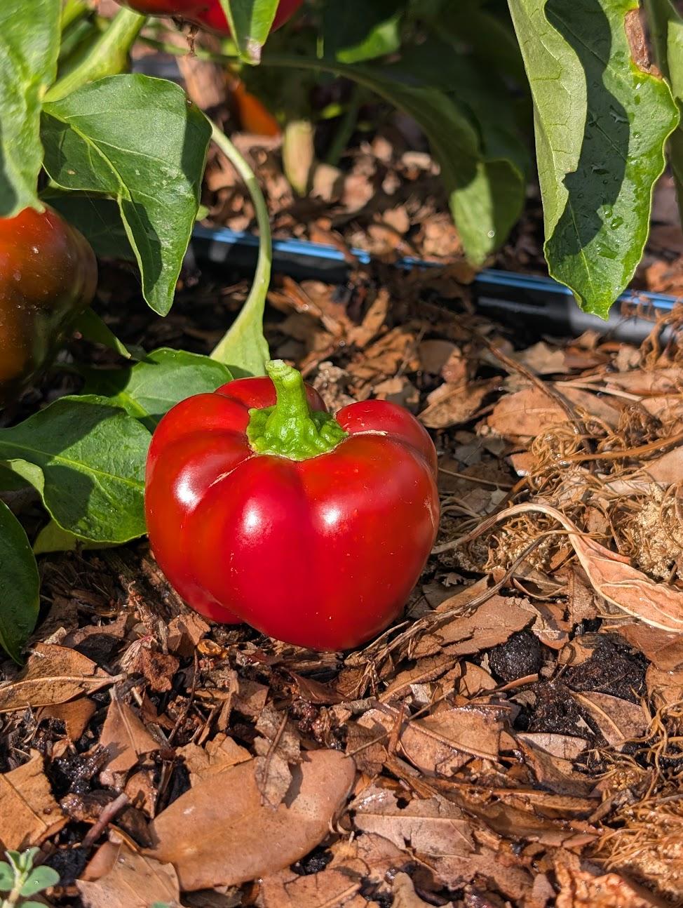 Hot Pepper (Capsicum annuum 'Mexi-Belle') in the Peppers Database ...