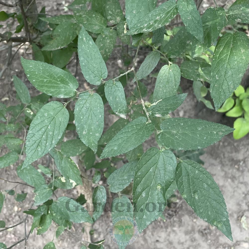 Netleaf Hackberry (Celtis laevigata var. reticulata) - Garden.org