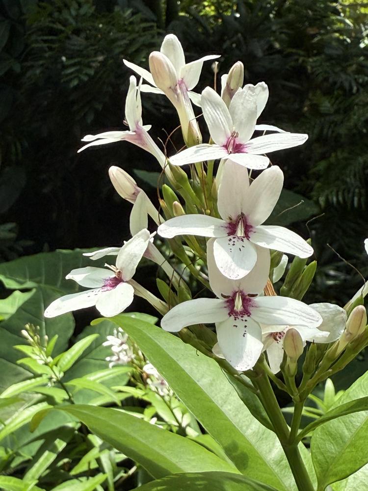 Golden Net Bush (Pseuderanthemum reticulatum) - Garden.org