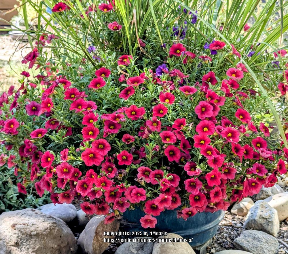 Million Bells (Calibrachoa Bloomtastic® Cherry) in the Calibrachoas ...