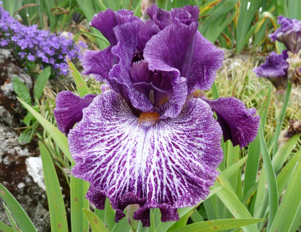 Tall Bearded Iris (Iris 'Queen Eleanor of Aquitaine') in the Irises ...
