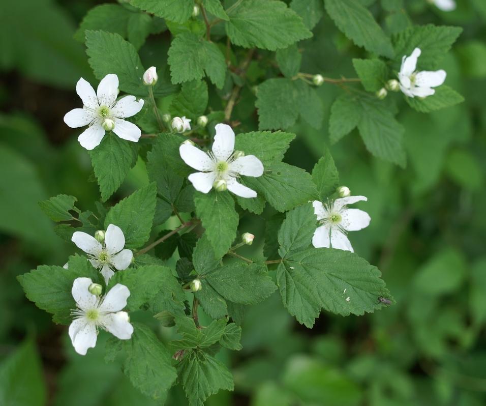 Viewing a Plant Combination by krobra - Garden.org