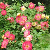 Photo of the entire plant of Rose (Rosa 'Campfire') posted by ...