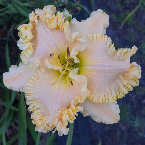 Daylily (Hemerocallis 'Fancy Face Mrs Buttersworth') in the Daylilies Database - Garden.org