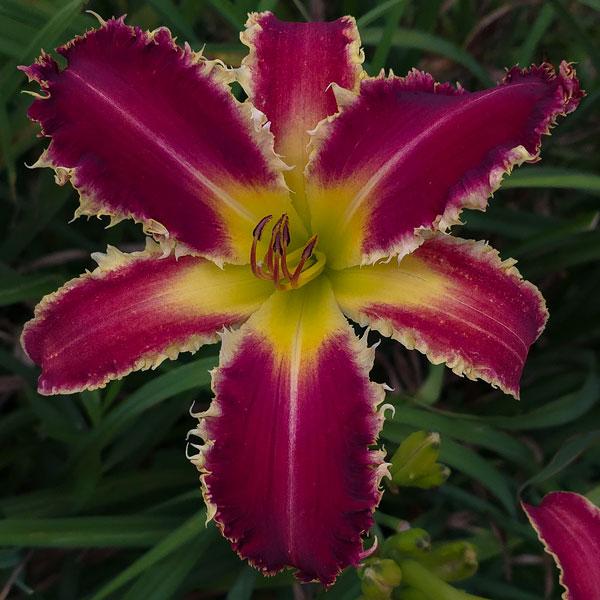 Daylily (Hemerocallis 'Pelican Teeth') in the Daylilies Database ...