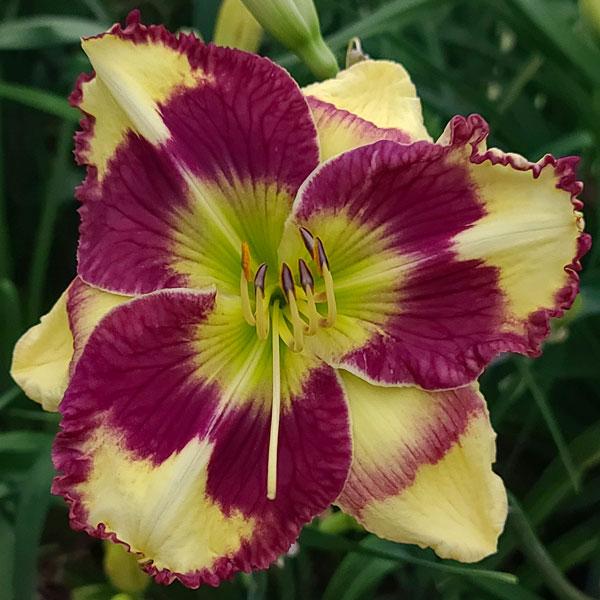 Daylily (Hemerocallis 'Fancy Face Cornbread Fed') in the Daylilies Database - Garden.org