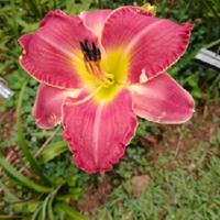 Photo of the bloom of Daylily (Hemerocallis 'Red with Envy') posted by ...