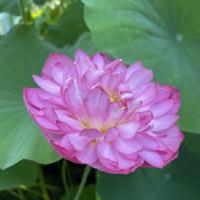 Photo of the bloom of Sacred Lotus (Nelumbo 'Momo Botan') posted by ...