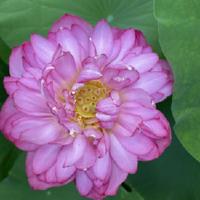 Photo of the bloom of Sacred Lotus (Nelumbo 'Momo Botan') posted by ...
