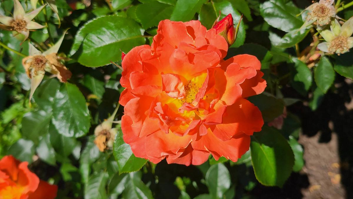 Rose (Rosa 'Spanish Sunset') in the Roses Database - Garden.org