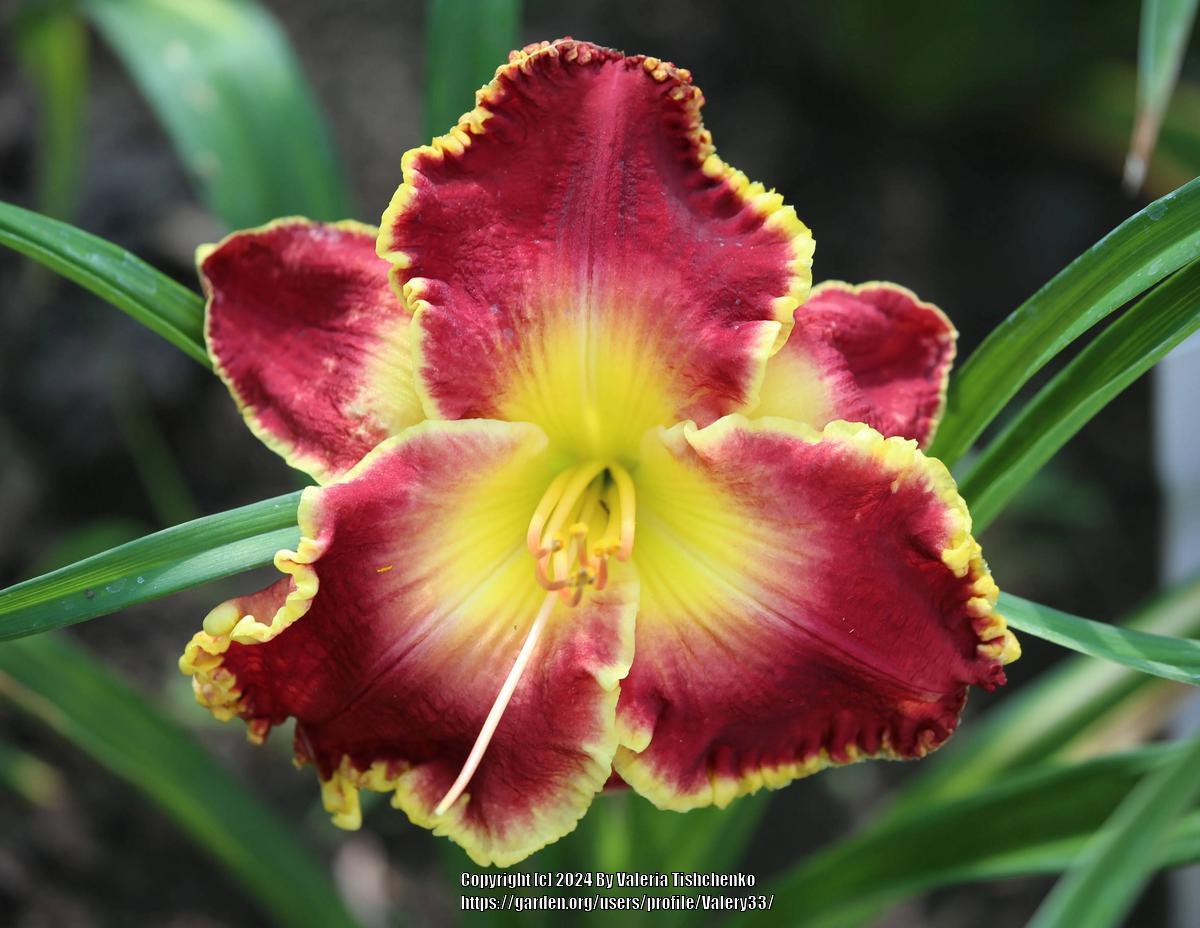 Daylily (Hemerocallis 'Blindingly Beautiful') in the Daylilies Database ...
