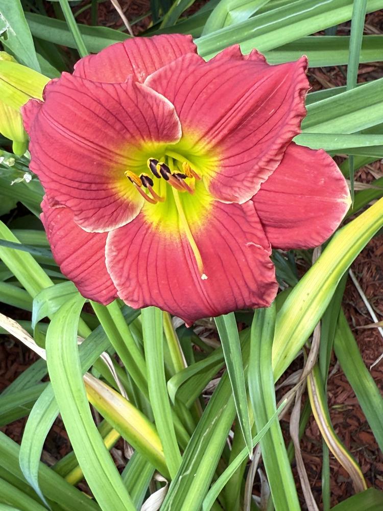 July Blooms 2025 in the Daylilies forum - Garden.org