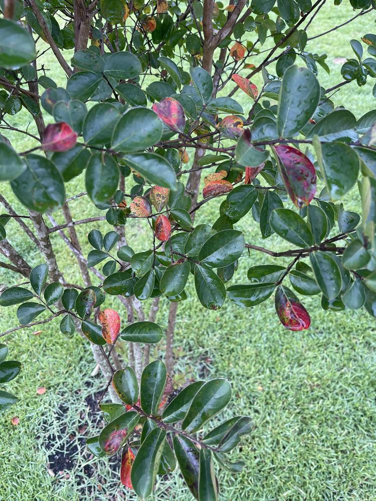 Crape Myrtle leaves turning red and brown in the Ask a Question forum - Garden.org