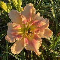 Photo of the bloom of Daylily (Hemerocallis 'Love Sculpture') posted by jkporter - Garden.org