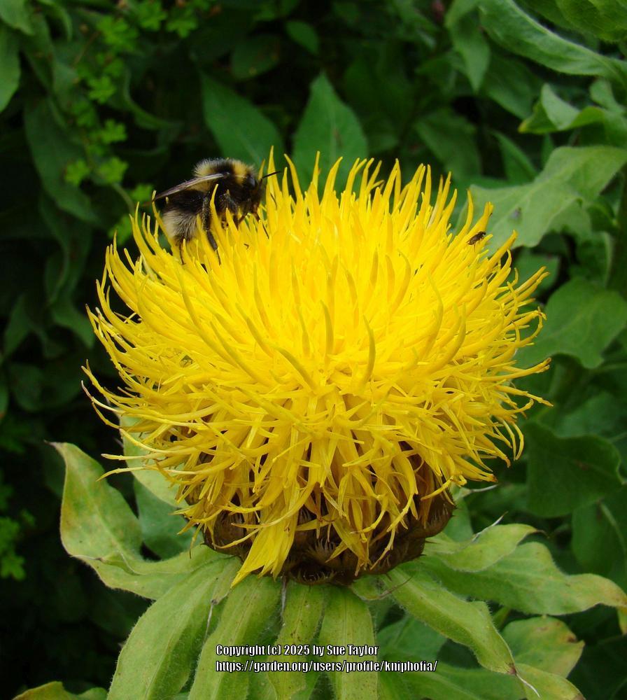 Lemon Fluff Knapweed (Centaurea macrocephala) - Garden.org