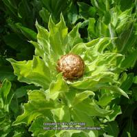 Photo of the bloom of Lemon Fluff Knapweed (Centaurea macrocephala ...