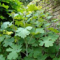 Photo of the leaves of Plume Poppy (Macleaya microcarpa 'Kelway's Coral ...