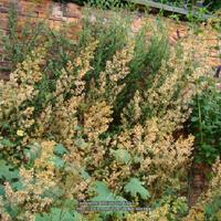 Photo of the bloom of Plume Poppy (Macleaya microcarpa 'Kelway's Coral ...
