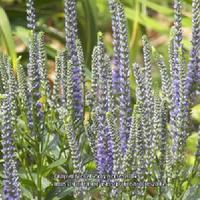 Photo of the bloom of Spike Speedwell (Veronica longifolia 'Blue ...