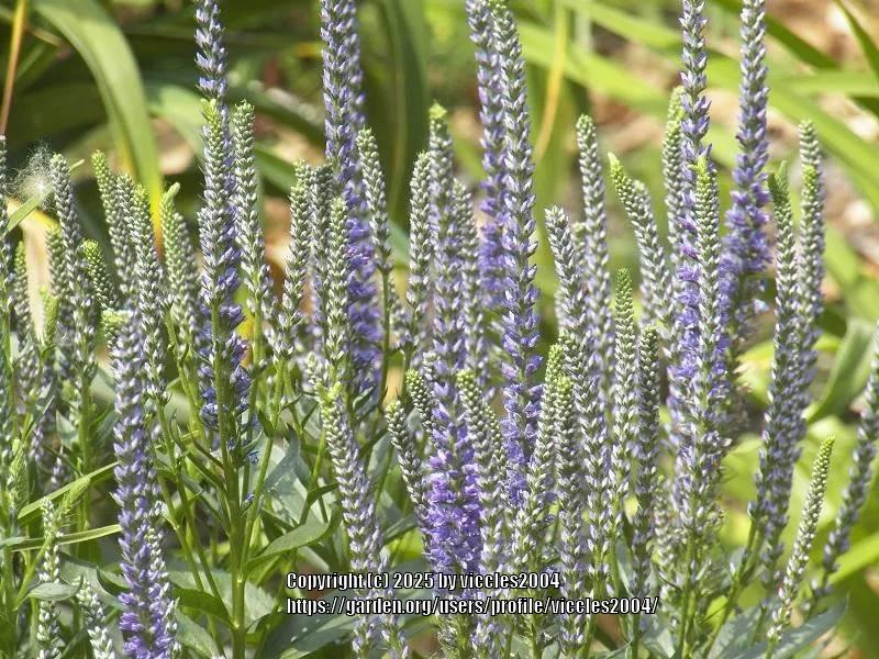 Spike Speedwell (Veronica longifolia 'Blue Skywalker') in the Veronicas ...