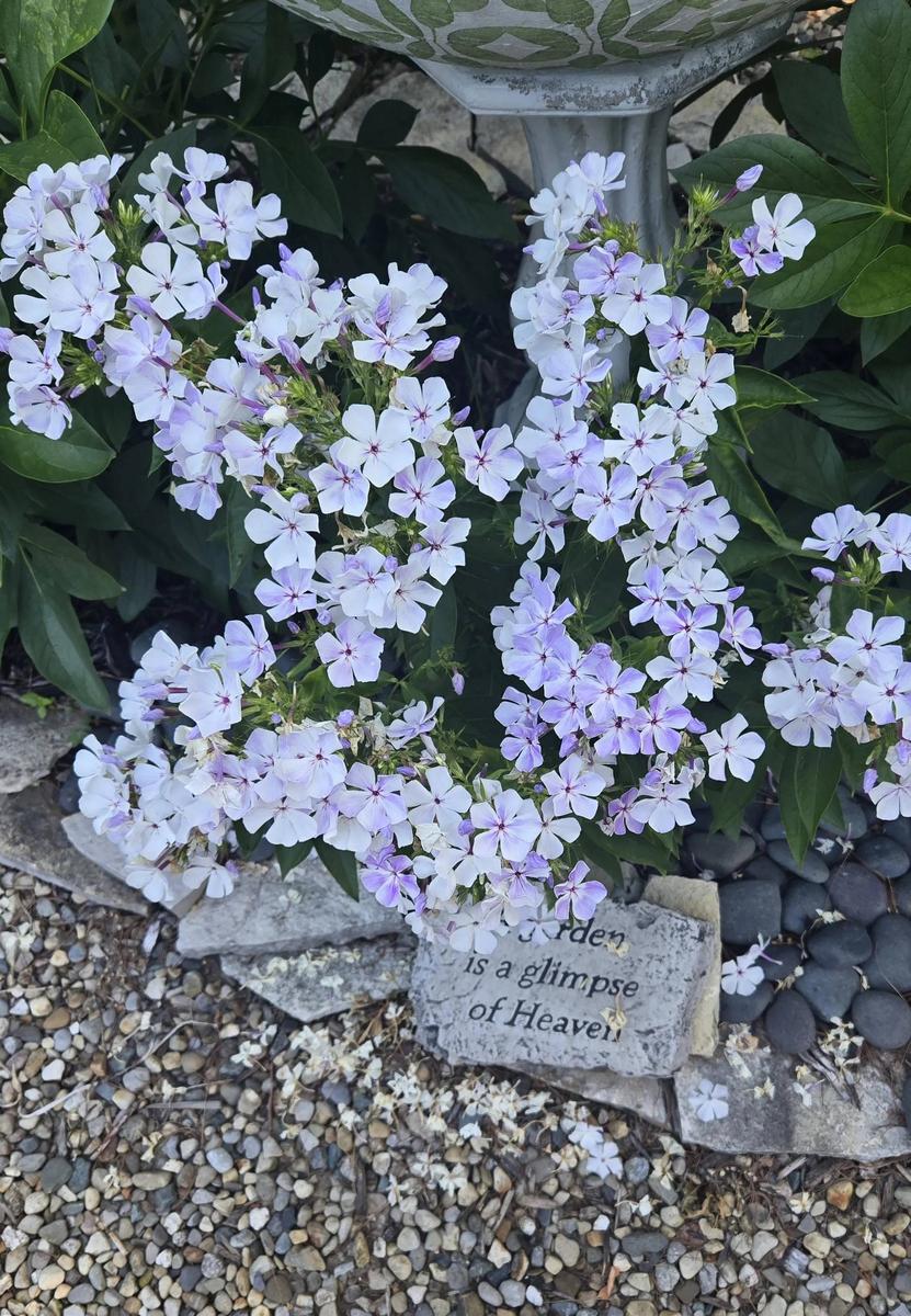 Garden Phlox (Phlox paniculata Volcano Lilac Splash) in the Phloxes ...