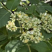 Photo of the bloom of Bee Bee Tree (Tetradium daniellii) posted by SL ...