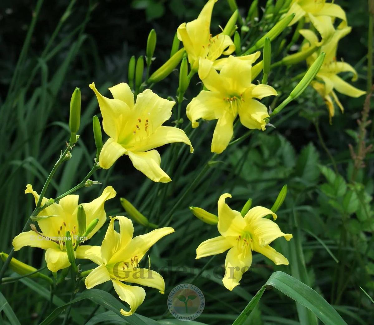 Daylily (Hemerocallis 'Itsy Bitsy Spider') in the Daylilies Database ...