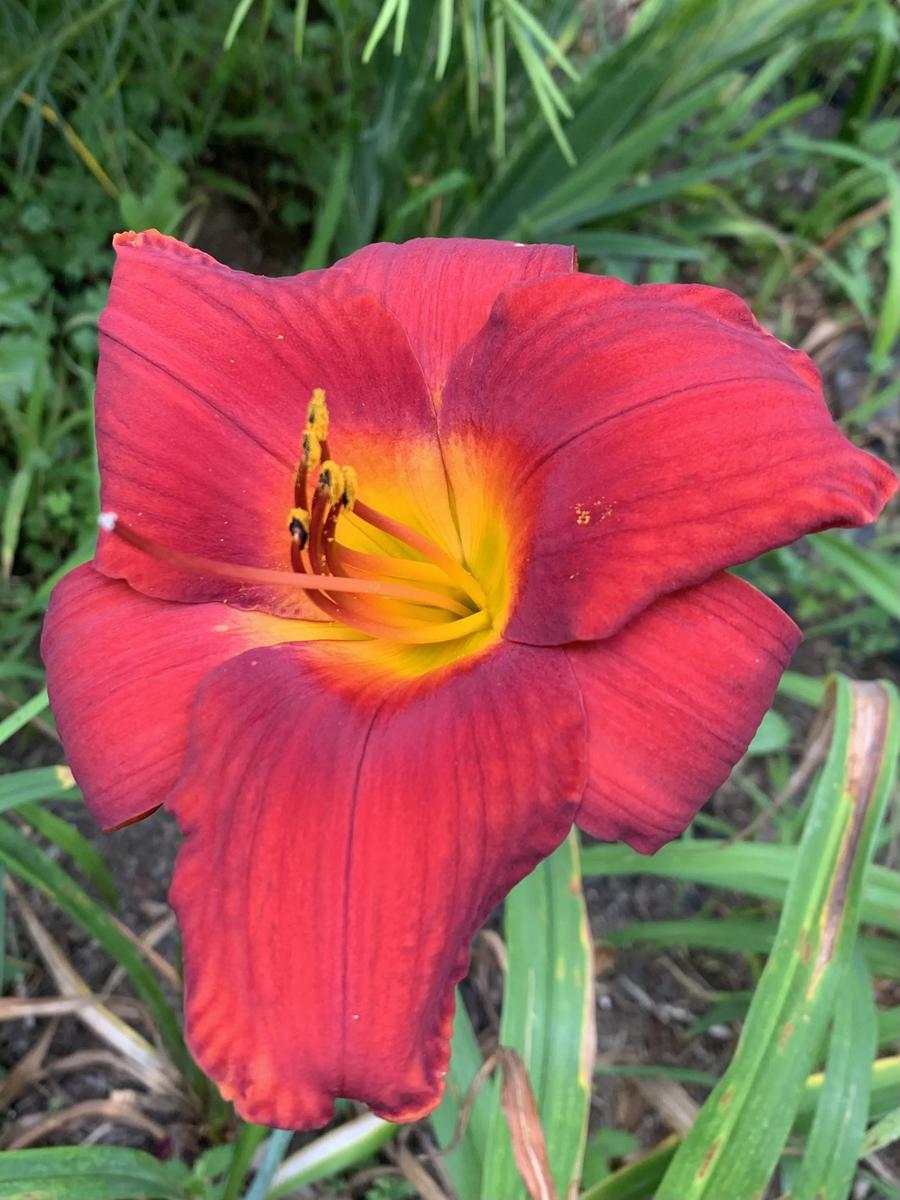 Daylily (Hemerocallis 'Royal Exchequer') in the Daylilies Database ...